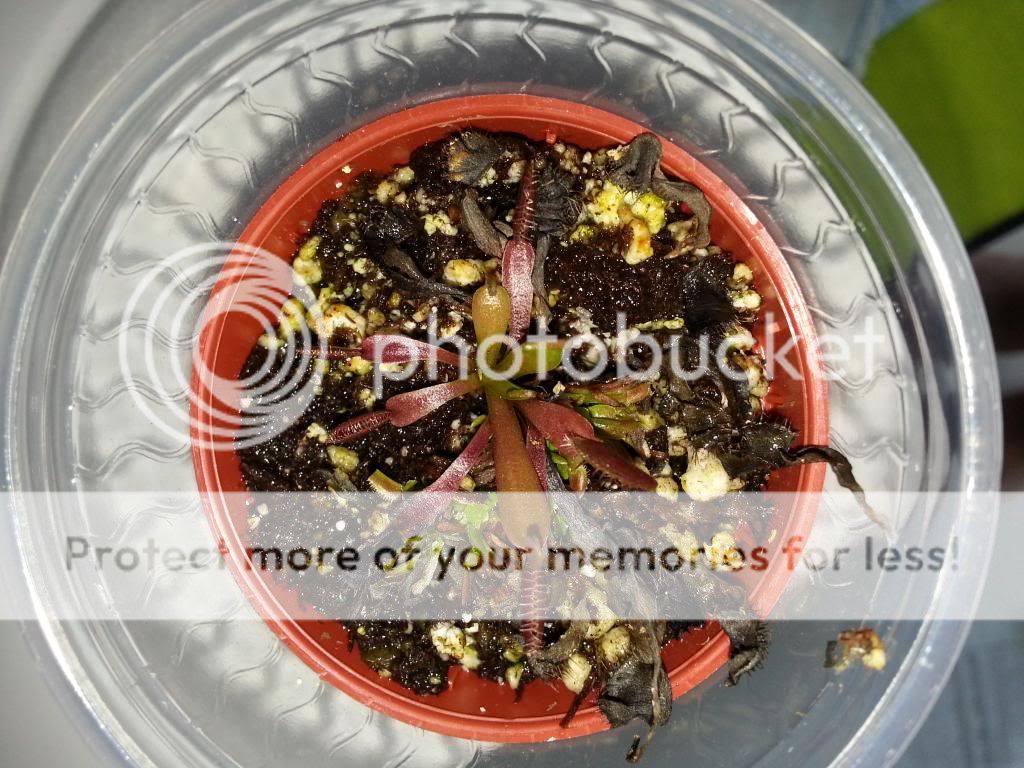 Help Help!!venus fly trap going dormancy - FlyTrapCare Forums