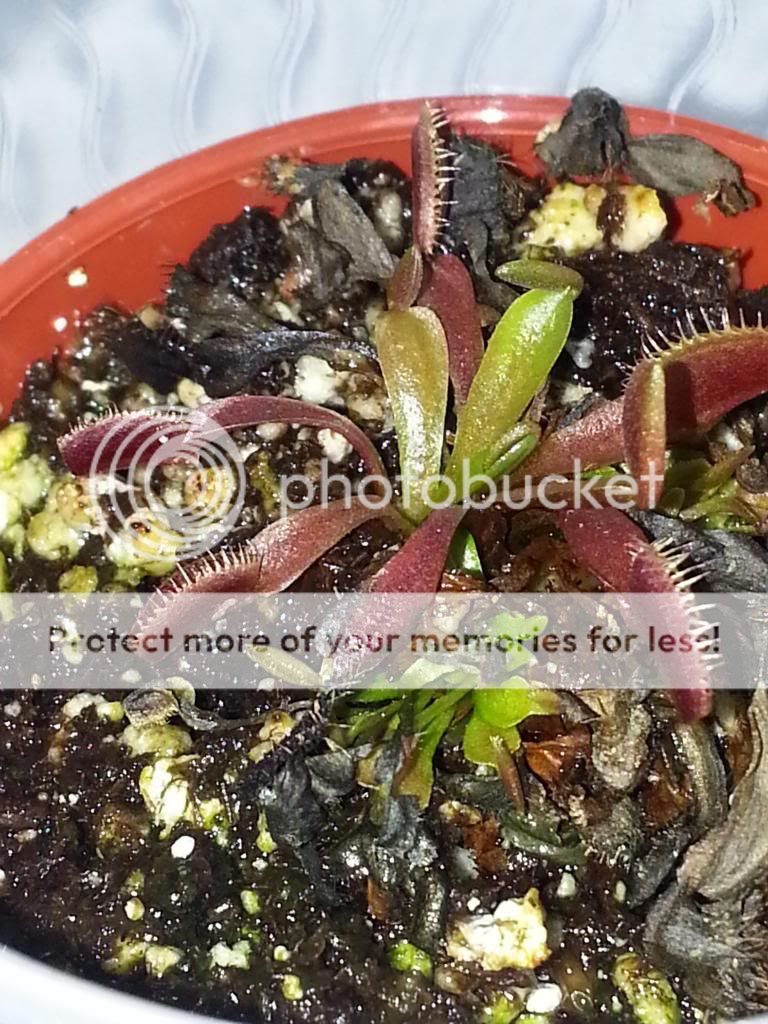 Help Help!!venus fly trap going dormancy - FlyTrapCare Forums
