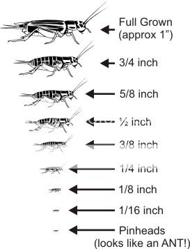 cricket sizes and chams age | Chameleon Forums
