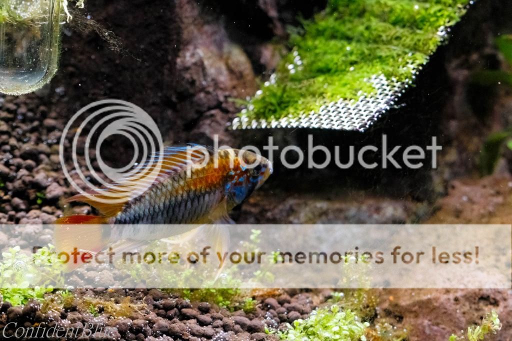 Apisto Photos (Canon 70D) | The Planted Tank Forum