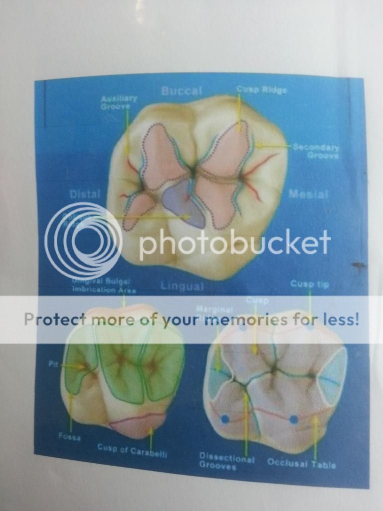 Tooth Morphology | Dental Lab Network